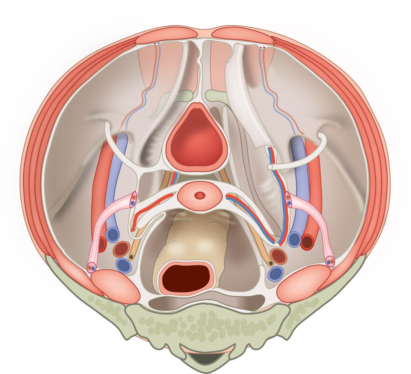 Internal View on the Female Endopelvic Fascia - no labels | AnatomyTOOL